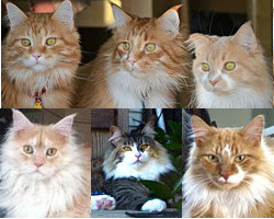 Maine Coon Cat Pictures and Videos