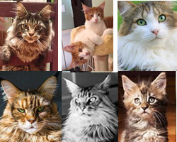 Maine Coon Cat Pictures and Videos