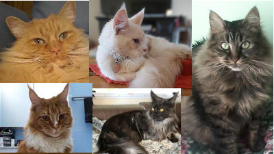 Maine Coon Cat Pictures and Videos