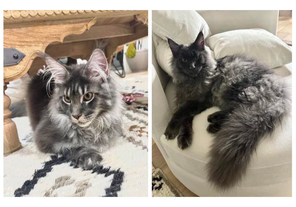 Maine Coon Raw Food Diet