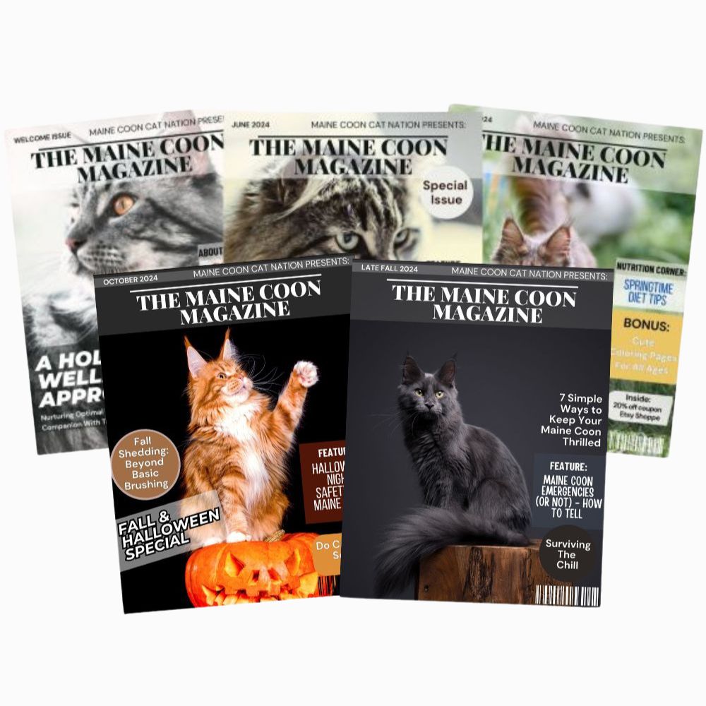 Maine Coon Neutering: An In-Depth Look at Altering Males