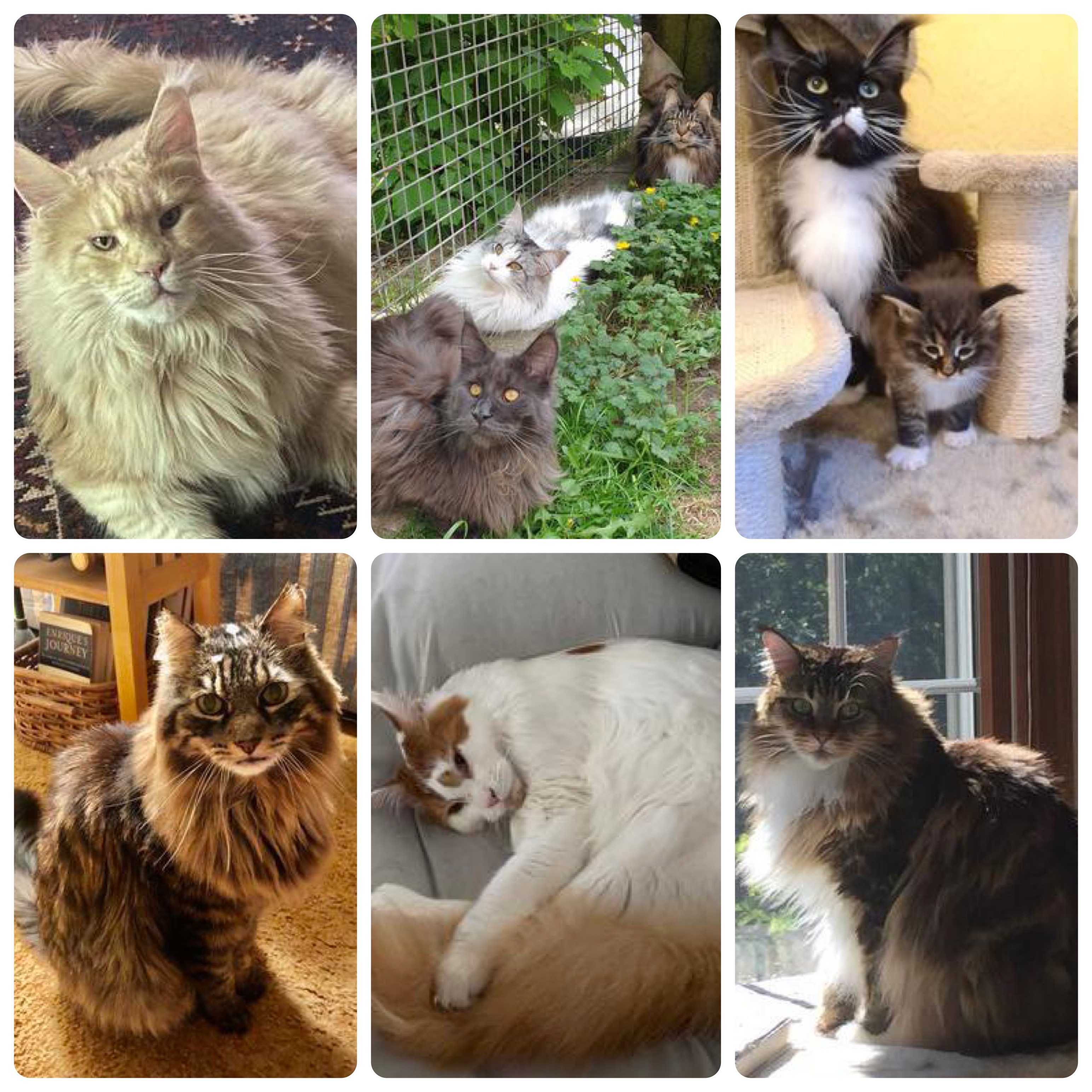 The Maine Coon Blog