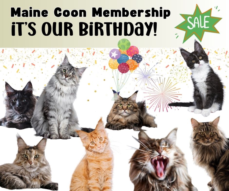 Maine Coon Tail: Facts, Info and Everything to Know