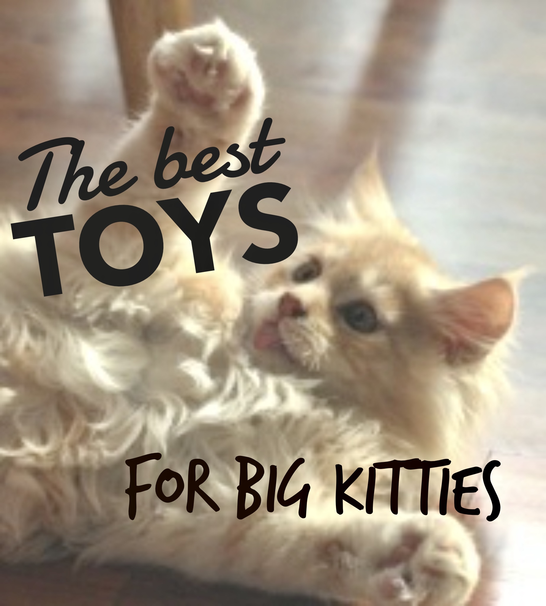 Big Fluffy Maine Coon Cats. Meow. ️🧡💛💚💙💜🖤🤍🤎😊😇🙂😍🥰🐱🐈 🐈‍⬛: superdavebeast ...