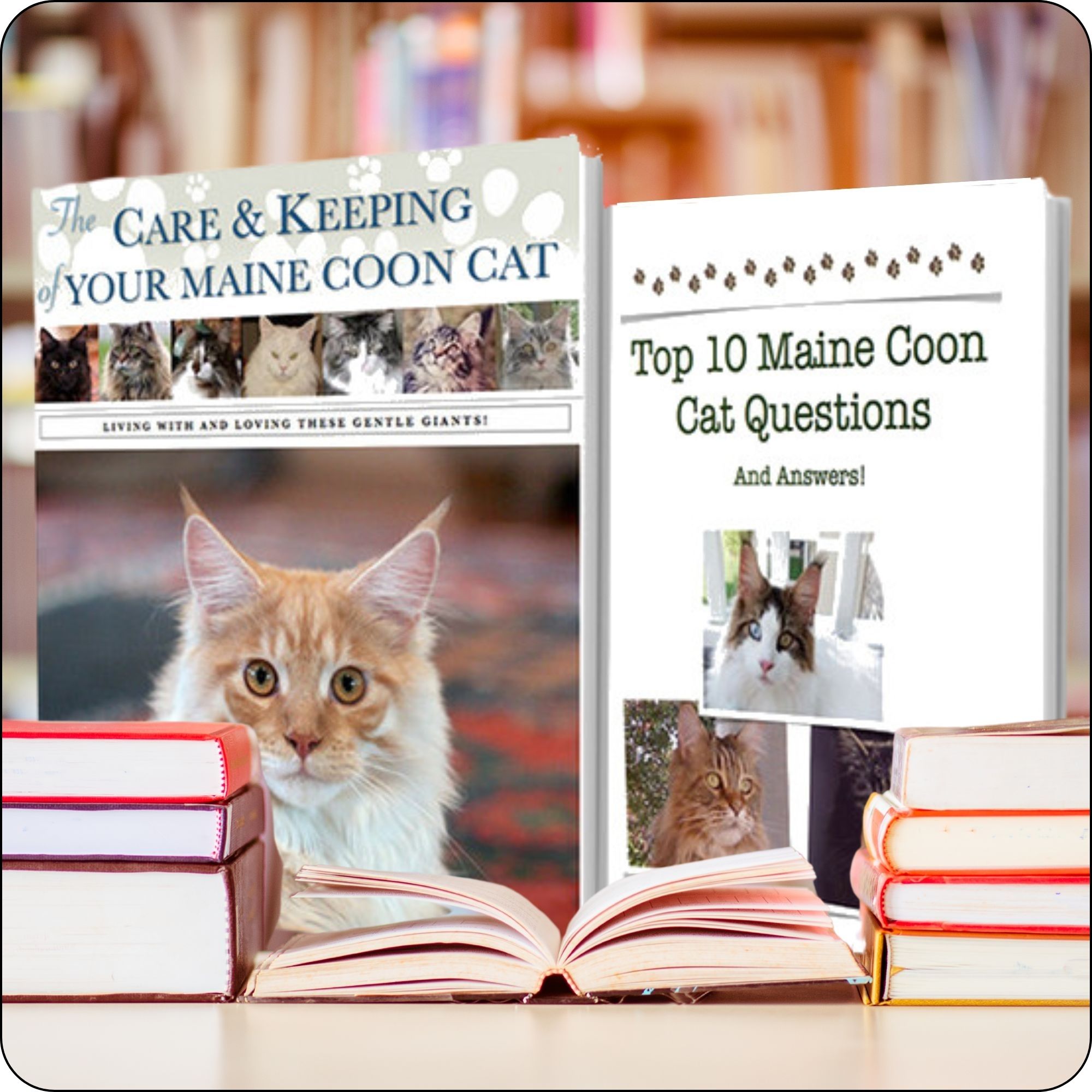 All About Maine Coon Community Membership