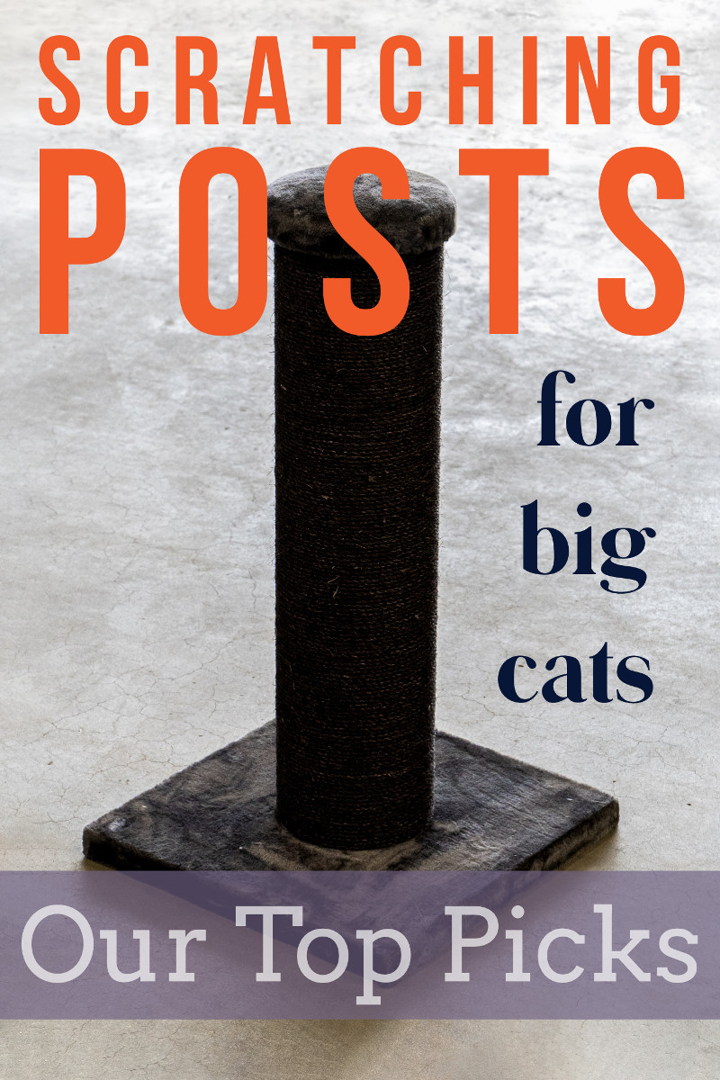 Our Latest Photo Album Full of Maine Coon Cats!