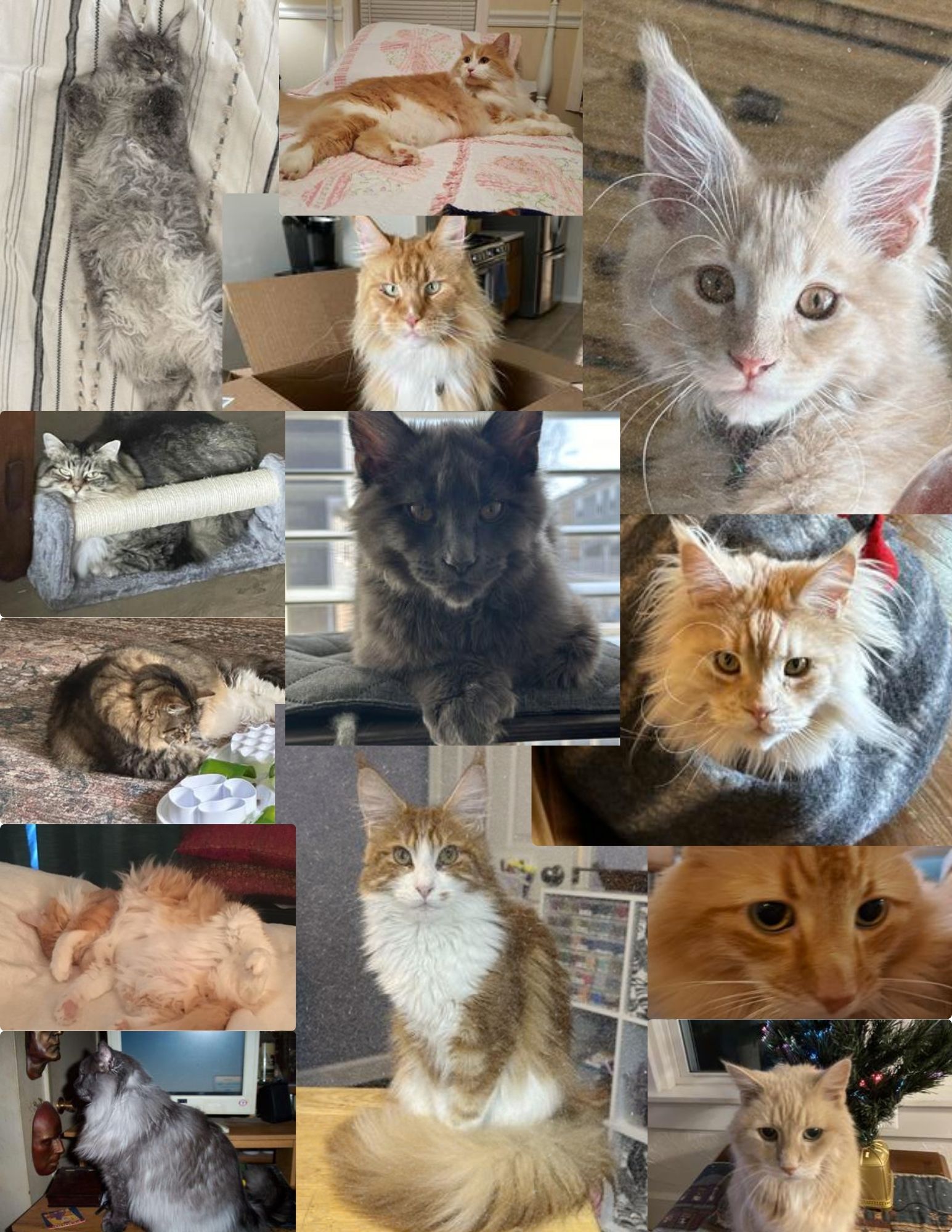 Maine Coon Cat Pictures and Videos