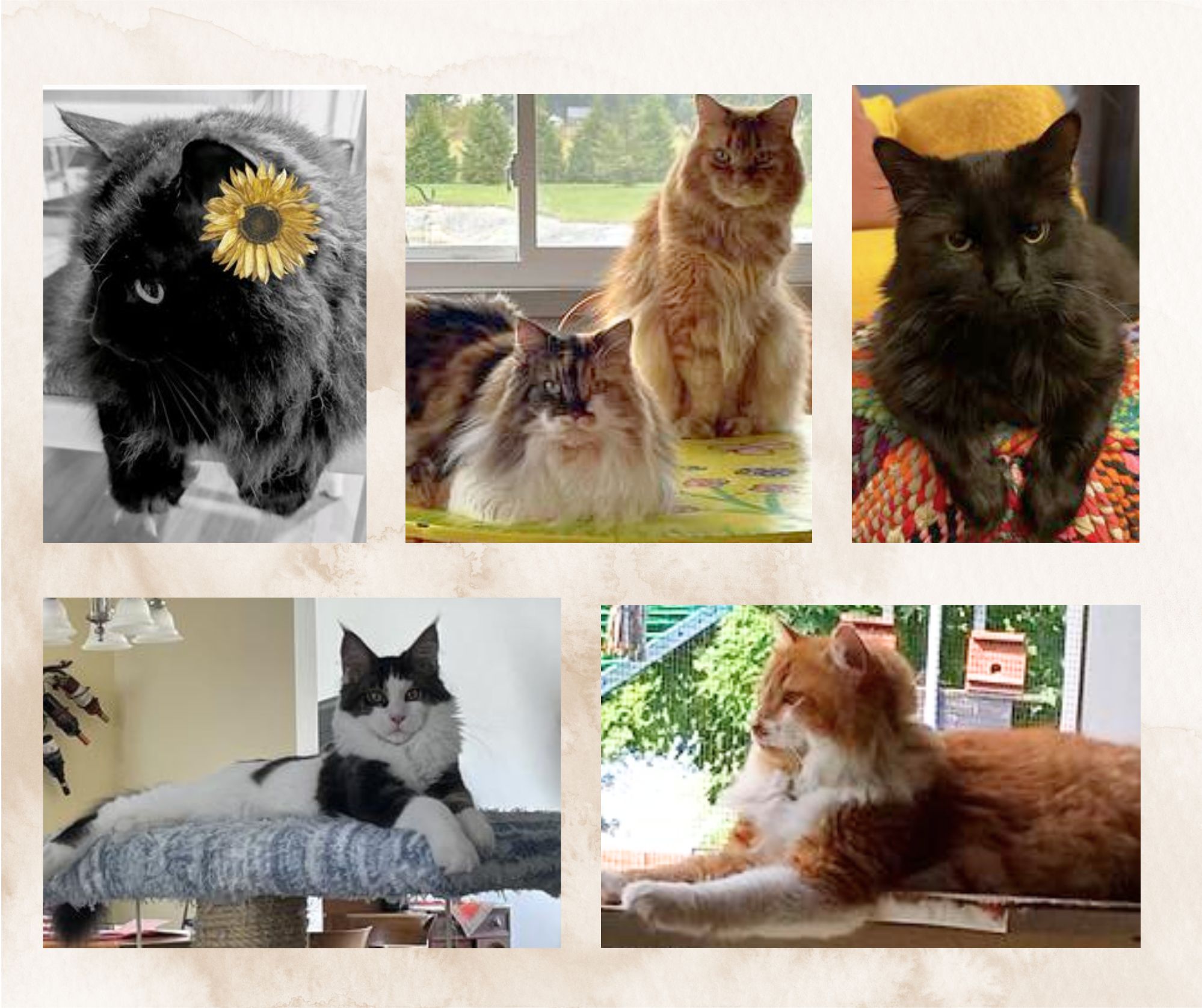 Maine Coon Cat Pictures: Community Photo Albums