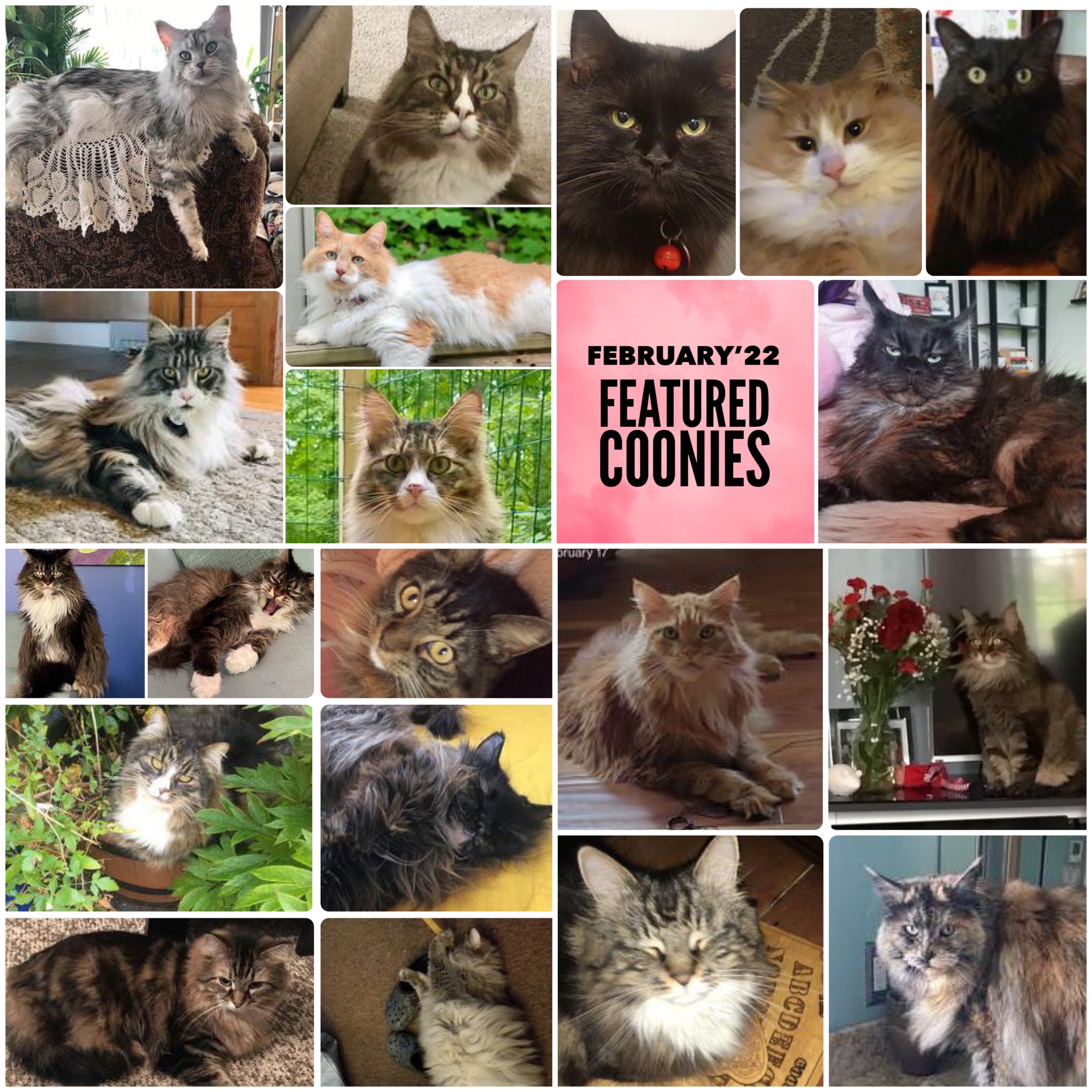 Maine Coon Cat Pictures: Community Photo Albums