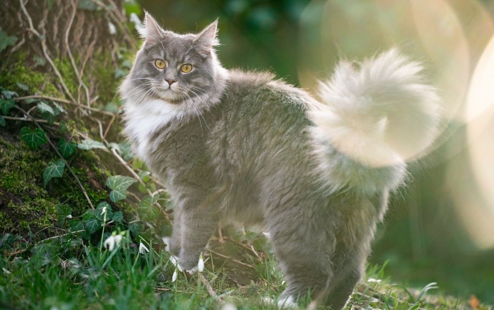 Maine Coon Cat Breed: Characteristics, Information & Care