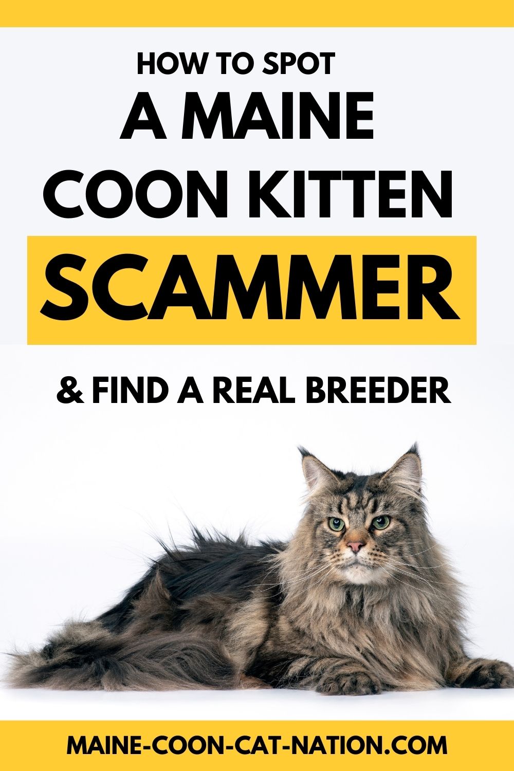 Maine Coon Kitten Scam Red Flags: Scammers to Avoid
