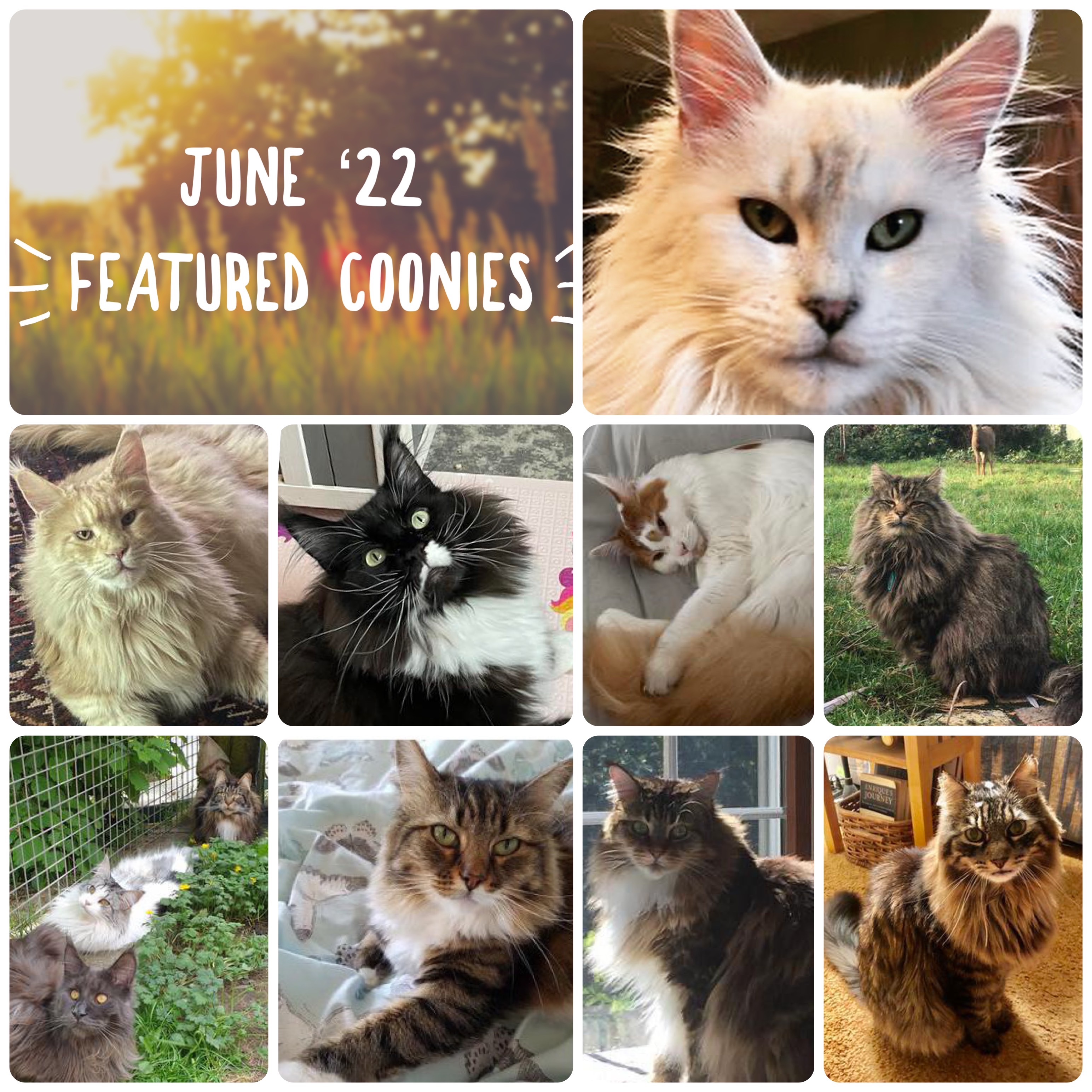 Maine Coon Cat Pictures: Community Photo Albums