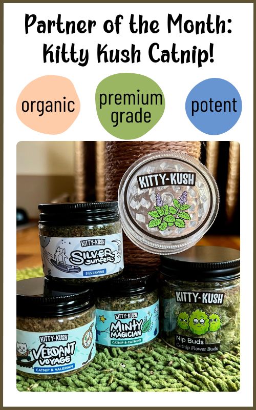 Maine Coon Cattery, Breeder Directory