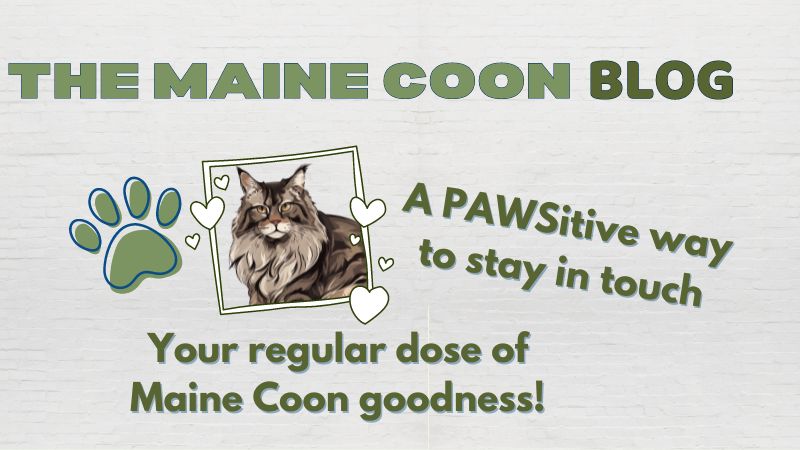 Maine Coon Tail: Facts, Info and Everything to Know