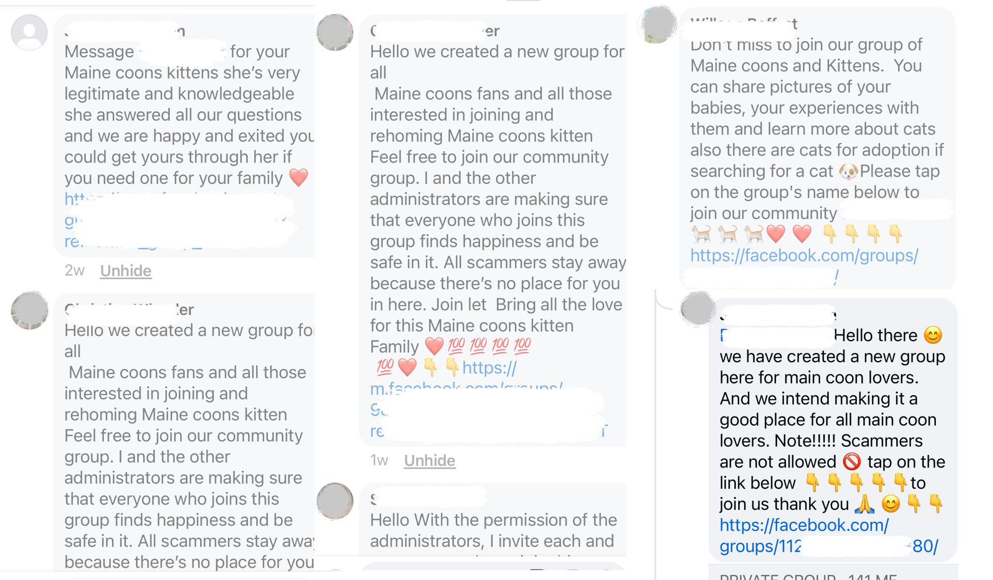 Maine Coon Kitten Scam Red Flags: Scammers to Avoid