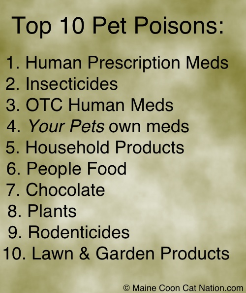 Cat Poisons And What To Do