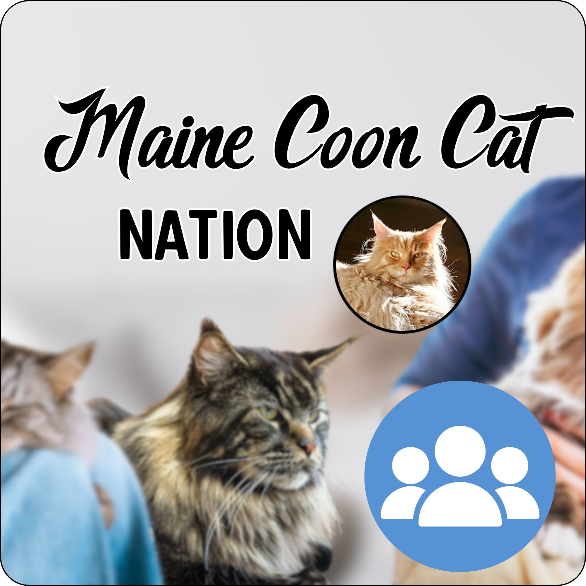 Kitten Proofing Your Home: Printable Checklist