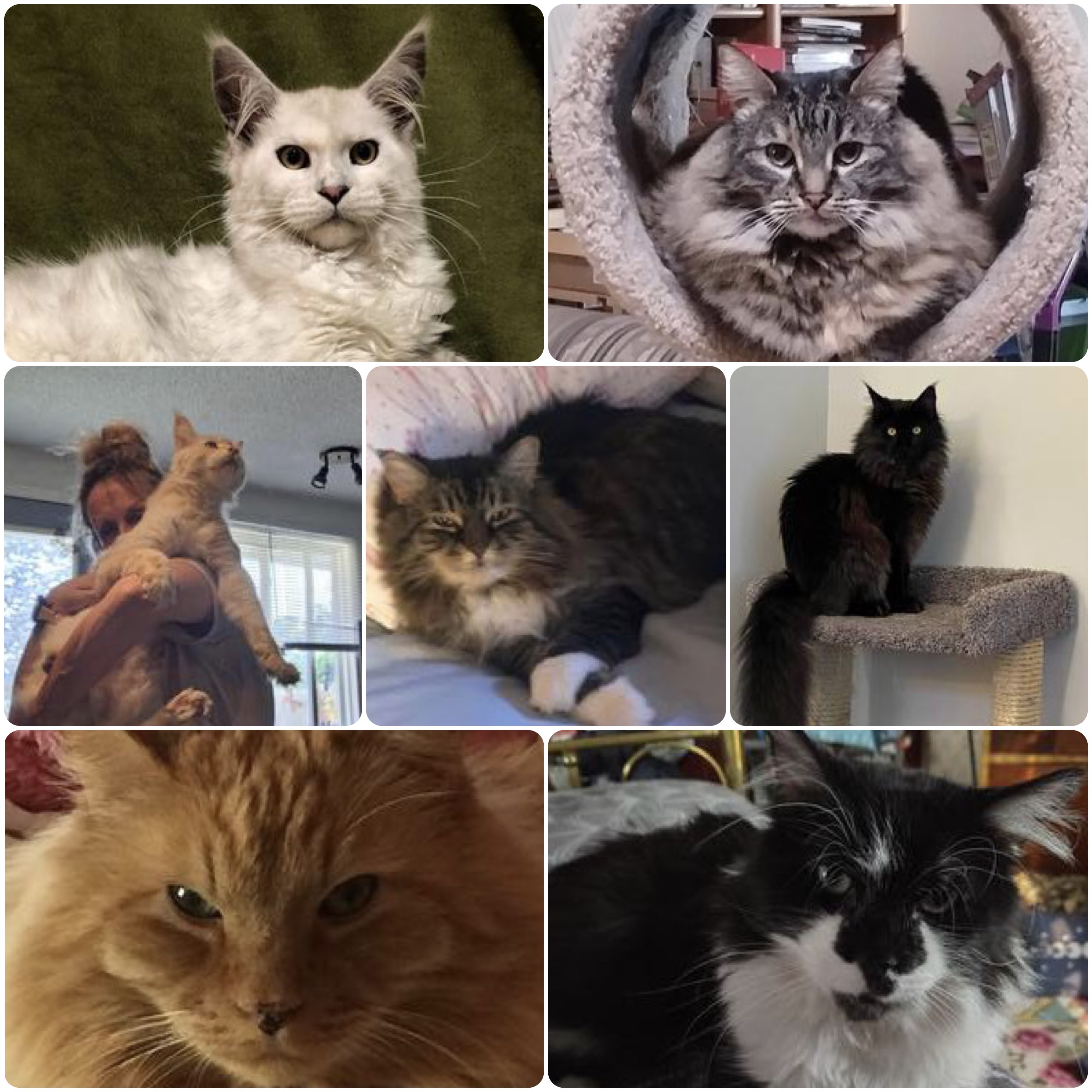 Maine Coon Cat Rescue